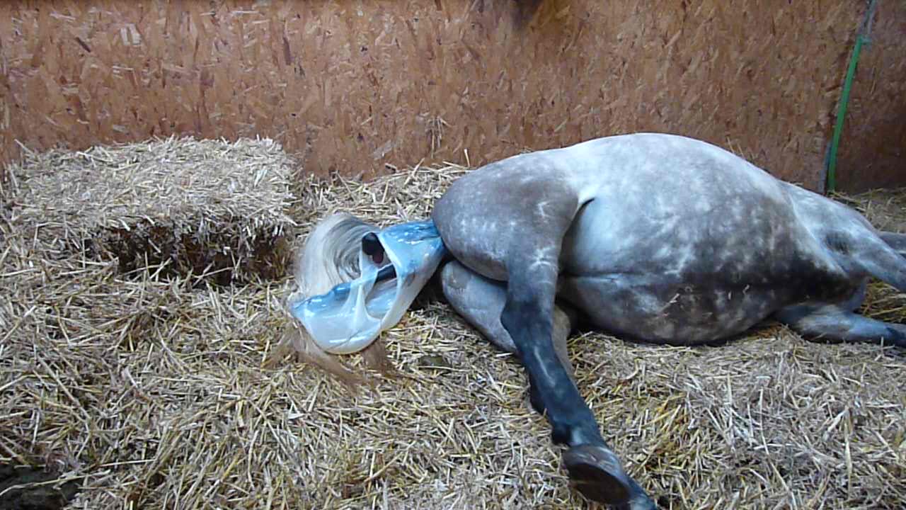 Stud Medicine – Perth Equine Vets